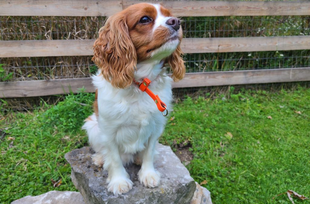 Slip-Tabs – Shepherd Farms