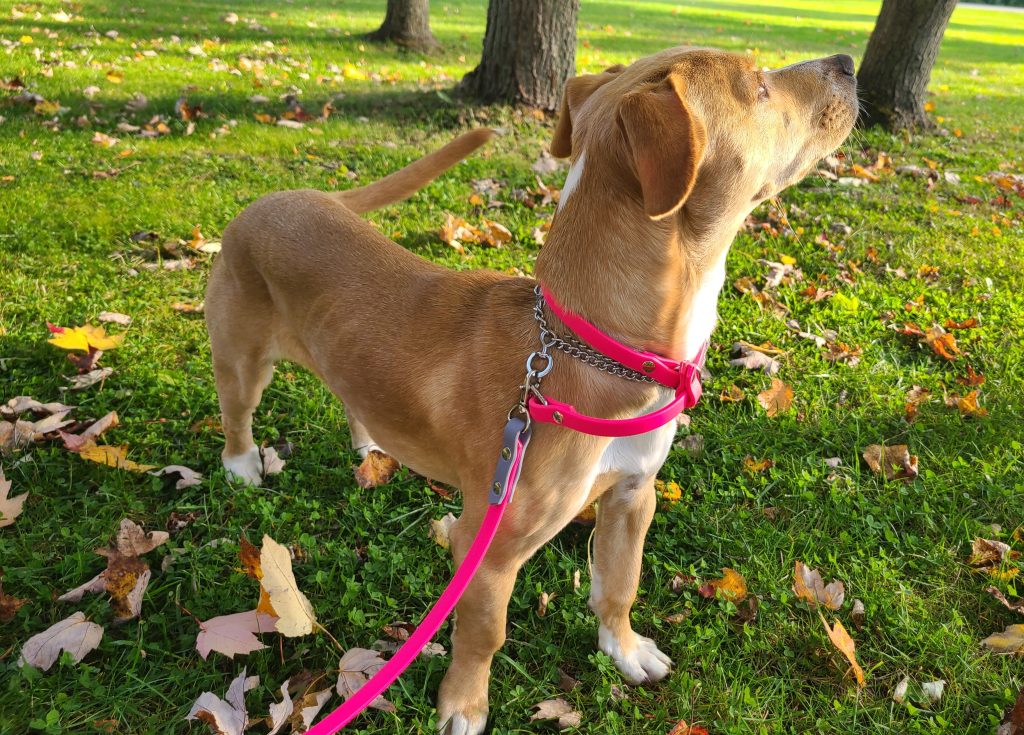 Slip-Tabs – Shepherd Farms